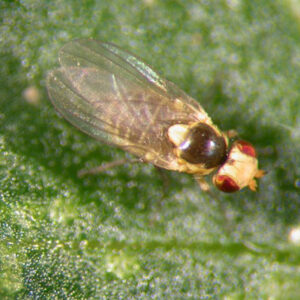 Minador-De-Las-Hojas - Bioline Iberia – España, Portugal y Marruecos