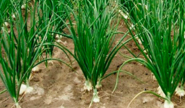 Cebolla - Bioline Iberia – España, Portugal y Marruecos