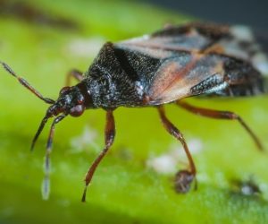 ANTHOCORIS NEMORALIS - Bioline Iberia – España, Portugal y Marruecos