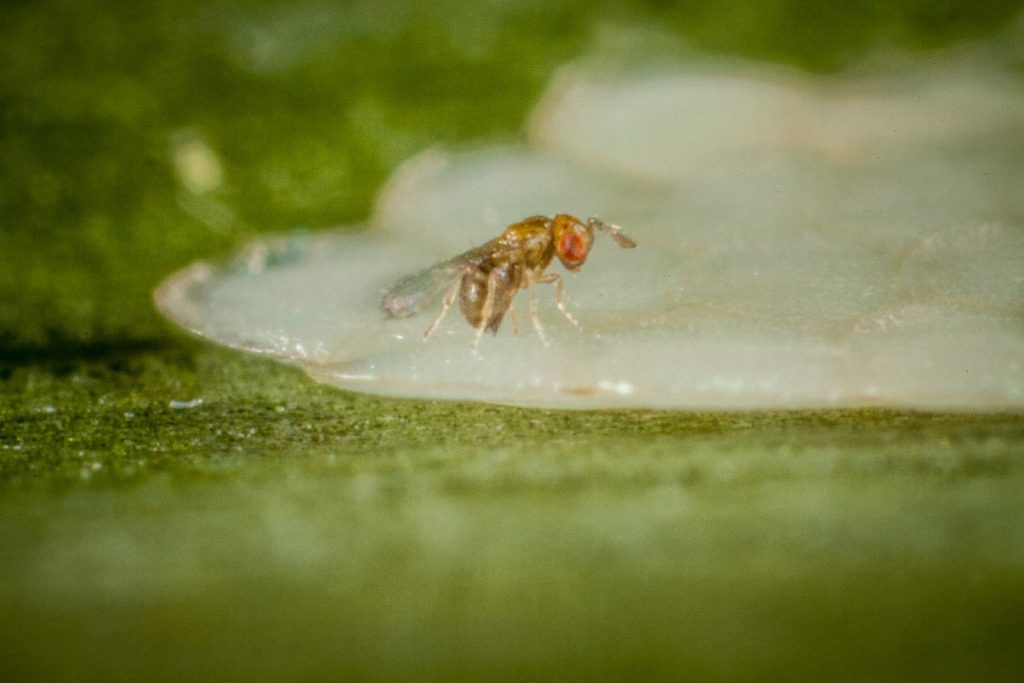 TRICHOGRAMA SPP - Bioline Iberia – España, Portugal y Marruecos